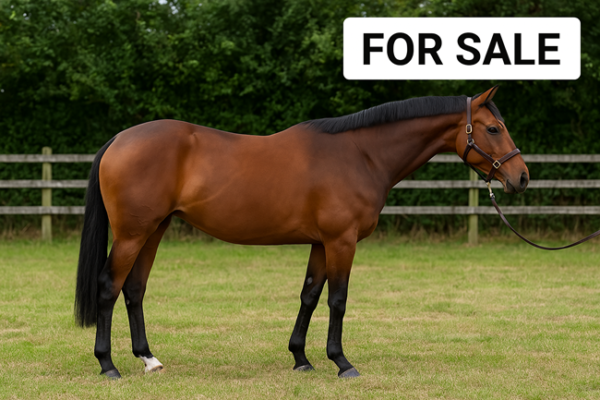 6 Things to Avoid When Photographing a Horse That is For Sale ...