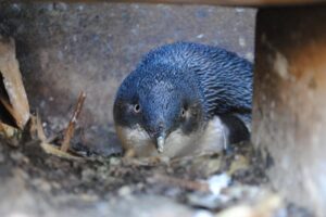 12 Fun Facts About Blue Penguins - CreaturesCorner.com